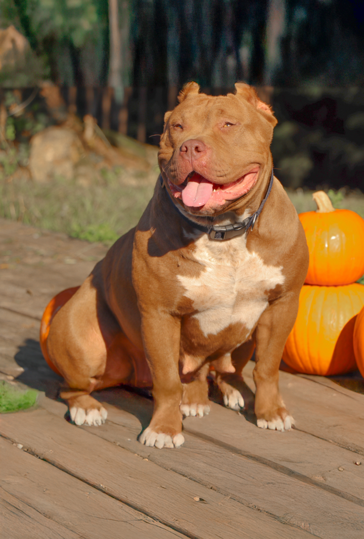 American Bully femelle - SabelGenetic